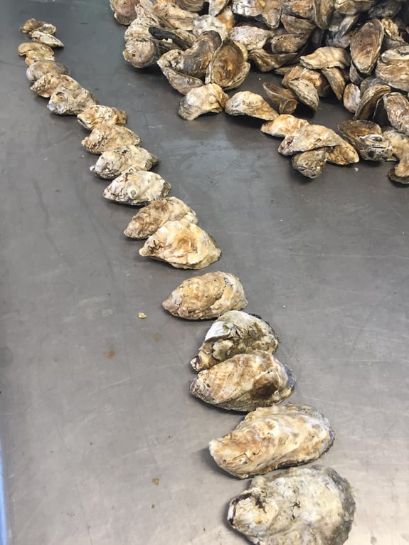 Anatomy of an Oyster Recall